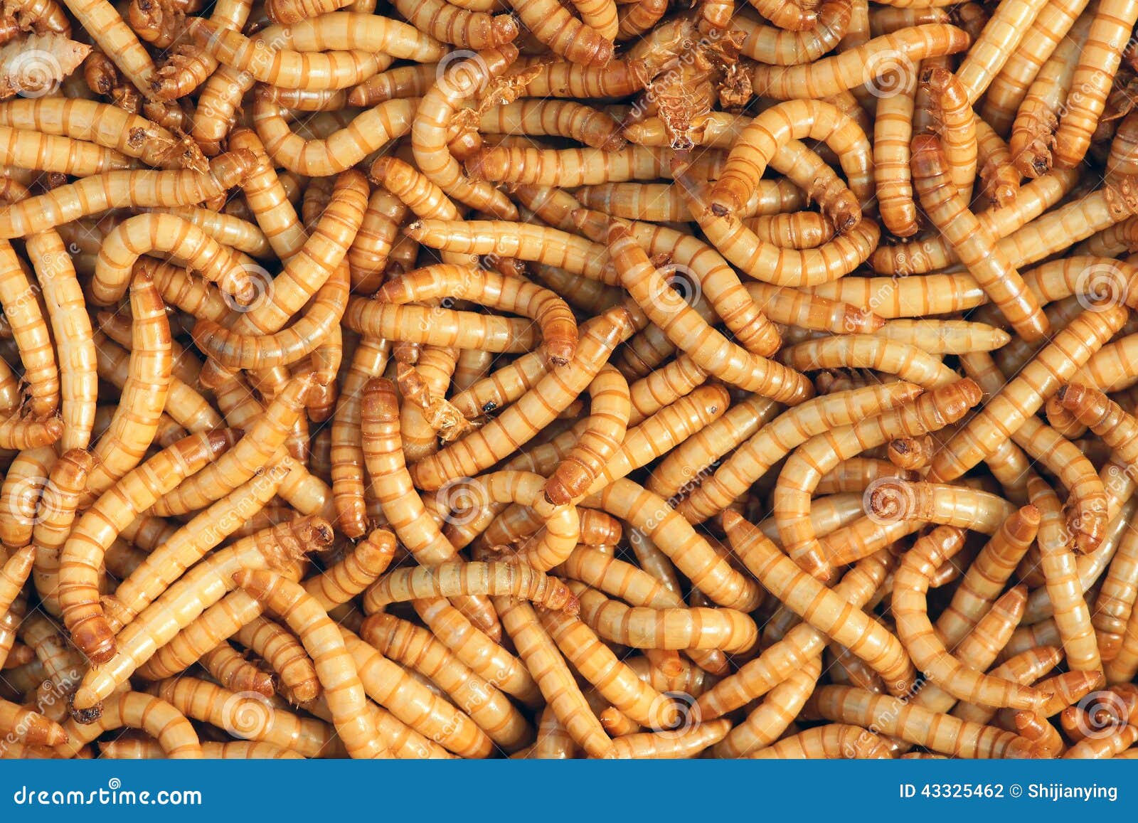 Cutworm stock photo. Image of ypsilon, larva, insects - 43325462