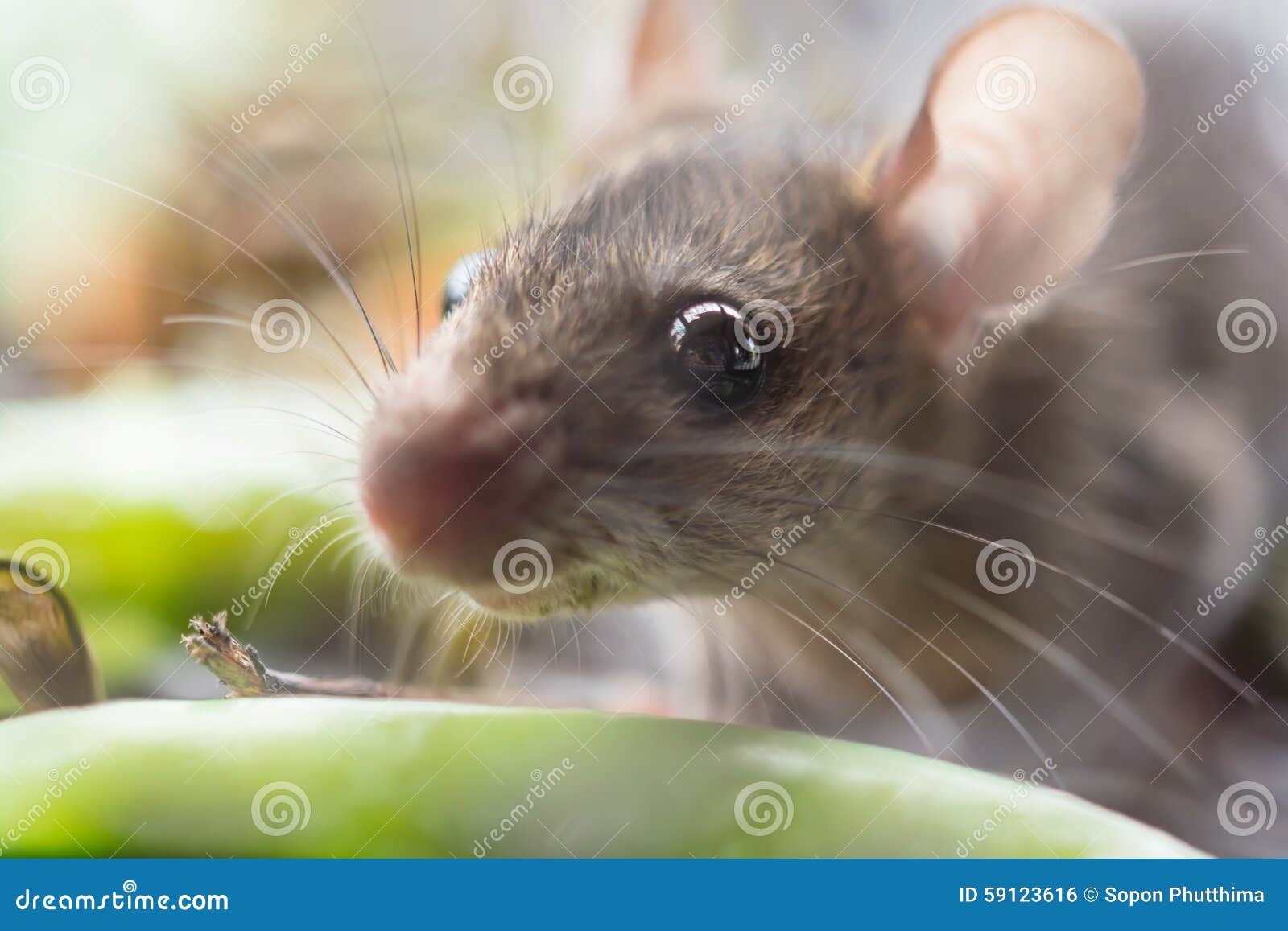 Cuty mouse stock photo. Image of wildlife, pity, cage - 59123616