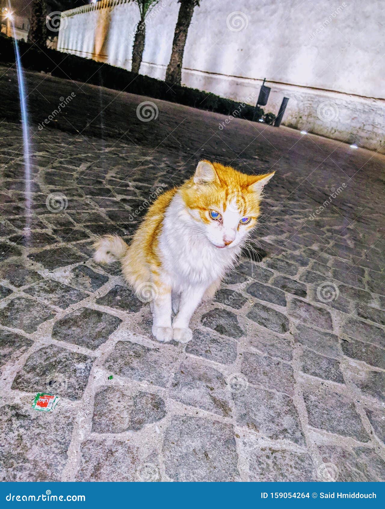 Cuute Stock Photos - Free & Royalty-Free Stock Photos from Dreamstime