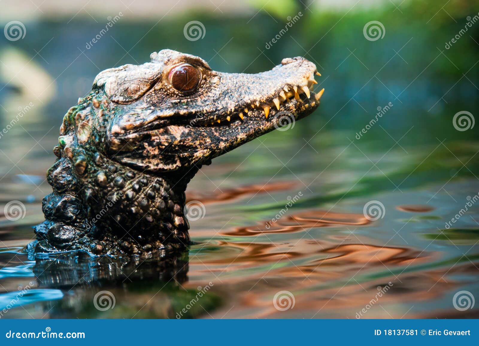 Cuvier s dwarf caiman stock image. Image of tooth, reptile - 18137581