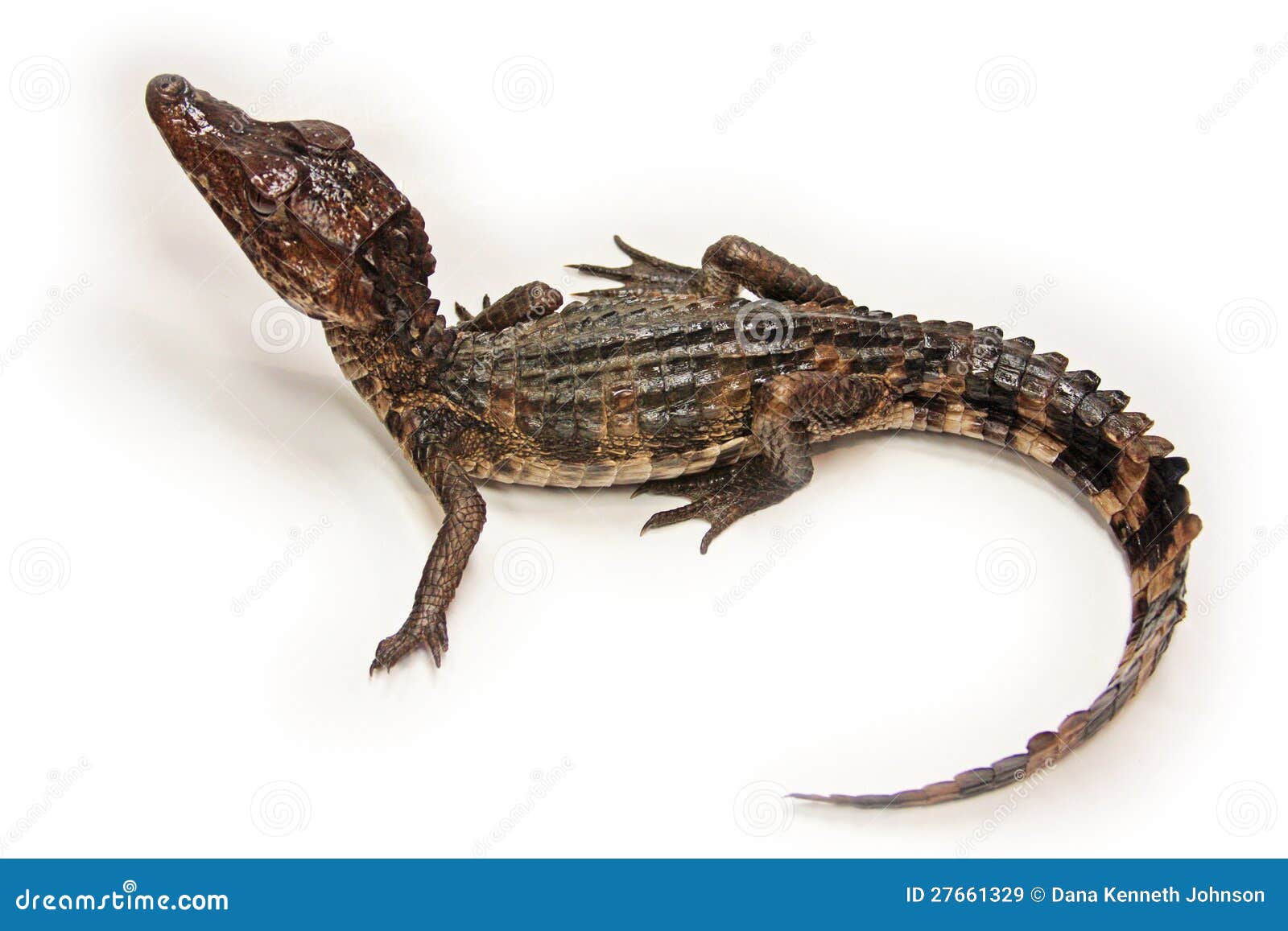 Cuviers Dwarf Caiman baby stock image. Image of dwarf - 27661329