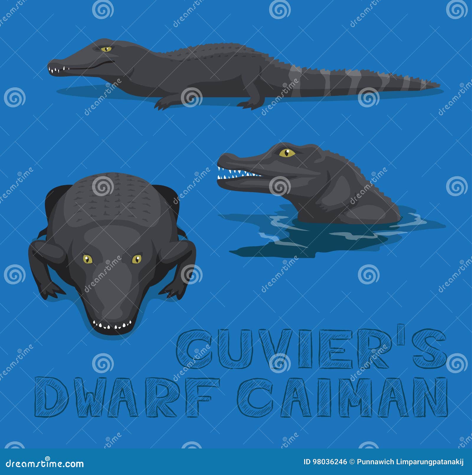 Cuvier`s Dwarf Caiman Cartoon Vector Illustration Stock Vector ...