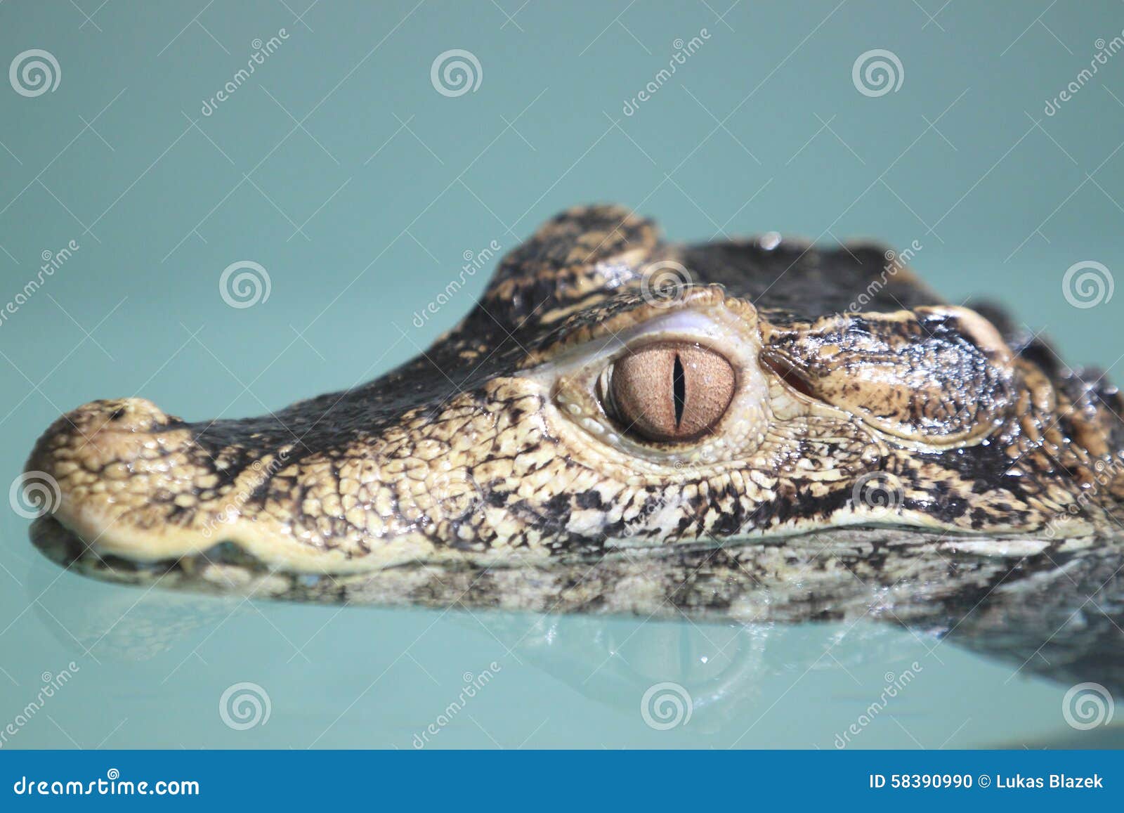 Cuvier s dwarf caiman stock photo. Image of reptile, paleosuchus - 58390990