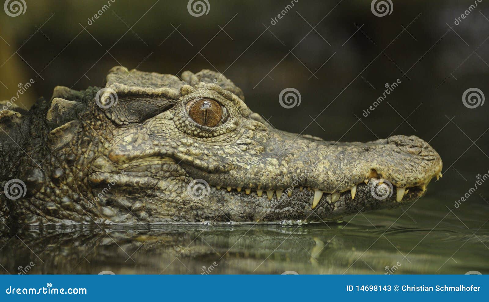 Cuvier S Dwarf Caiman (Paleosuchus Palpebrosus) Stock Image - Image of ...