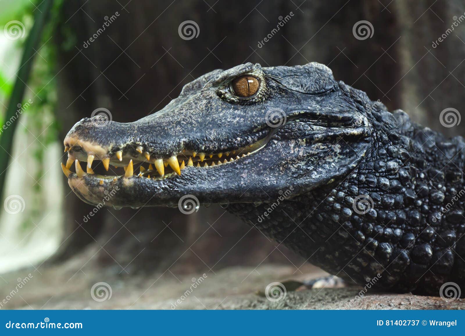 Cuvier's Dwarf Caiman Royalty-Free Stock Image | CartoonDealer.com ...