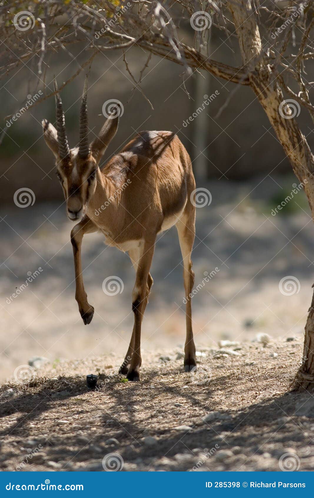 Cuvier s Gazelle stock photo. Image of antlers, cute, wildlife - 285398