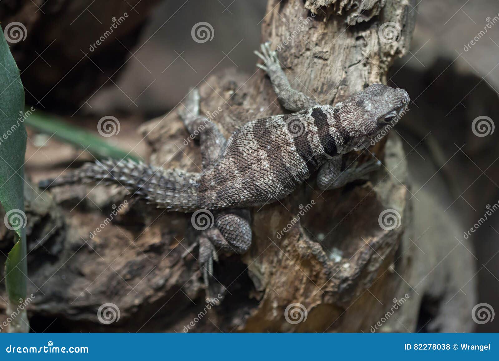 Cuvieri Rapido Del ` S Madagascar Oplurus Di Cuvier Fotografia Stock ...