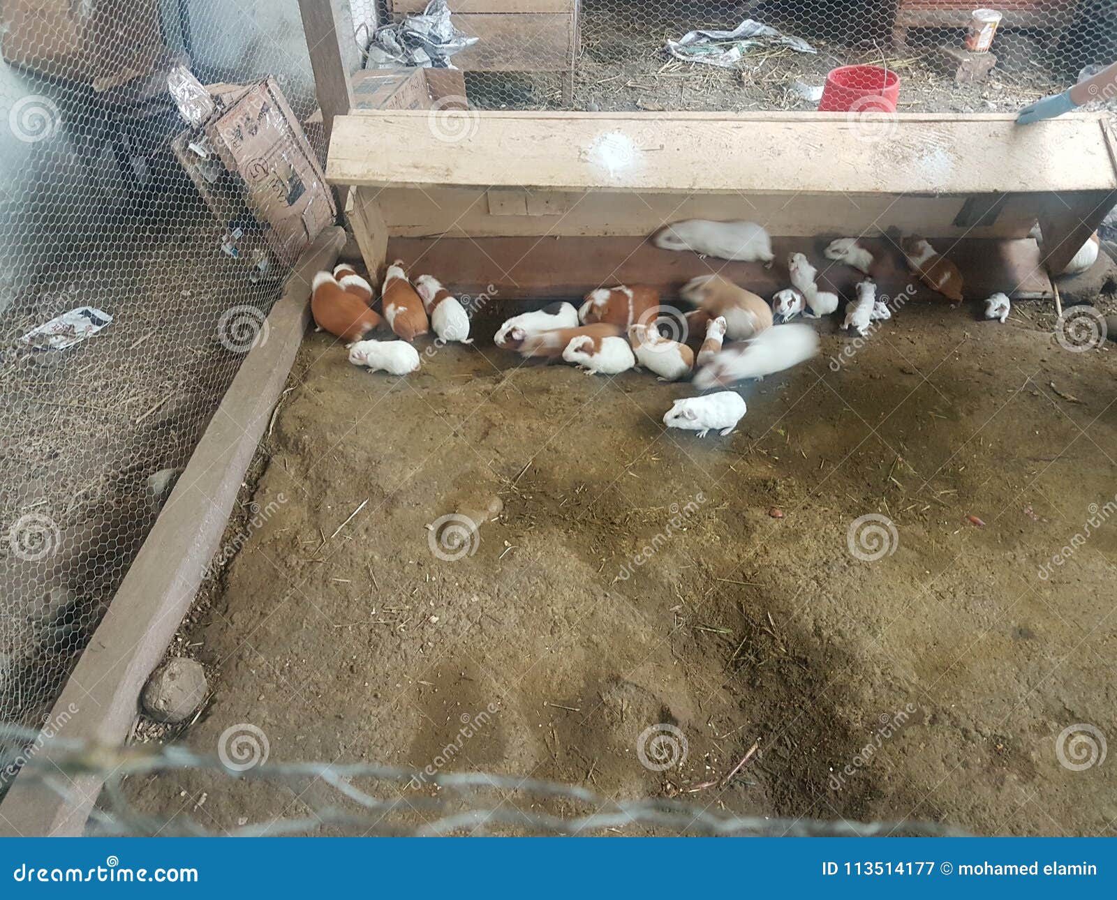 Cuy stock image. Image of goodtaste, fried, grilled - 113514177