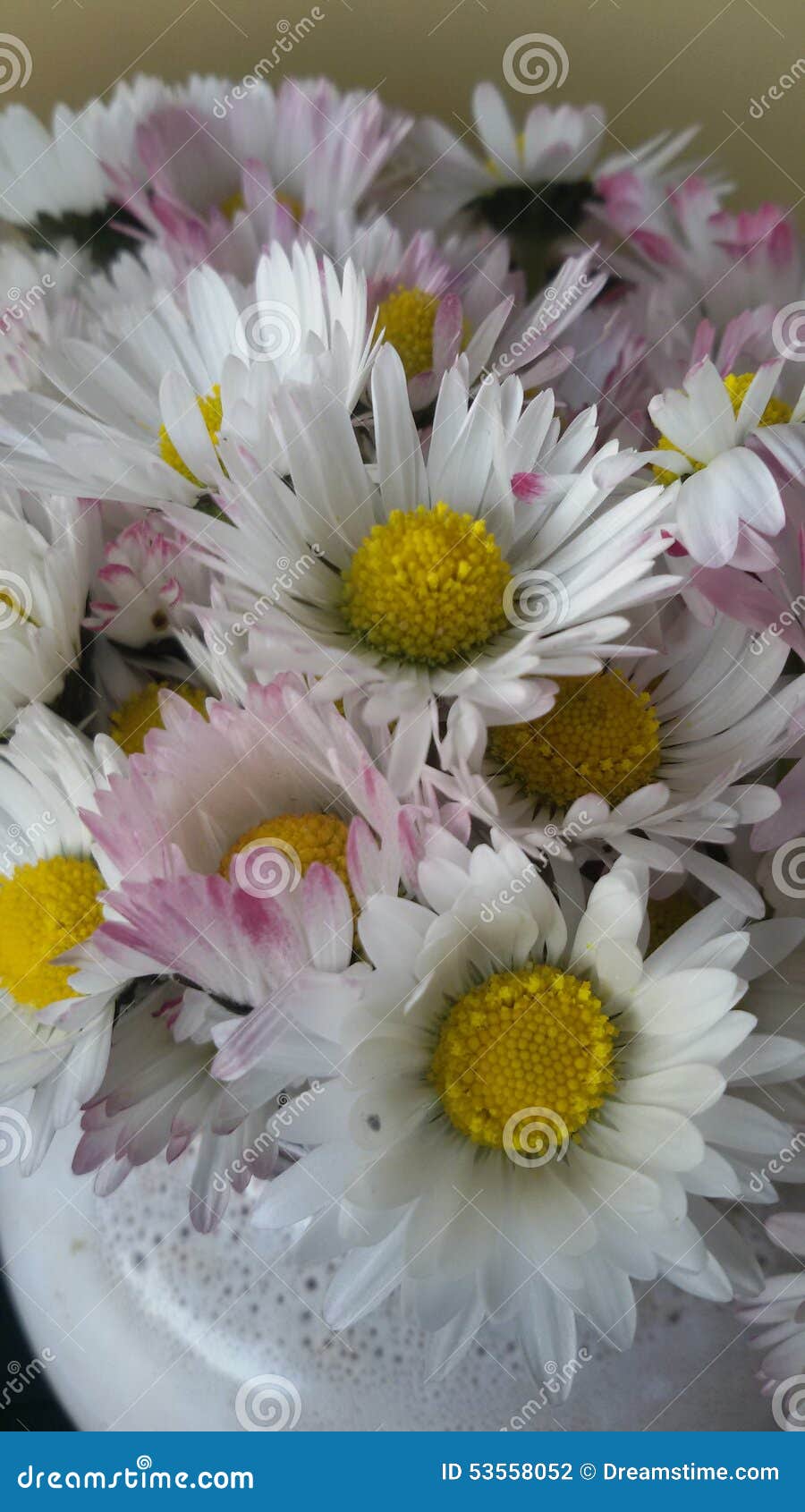 Cvece Stock Photos - Download 33 Royalty Free Photos