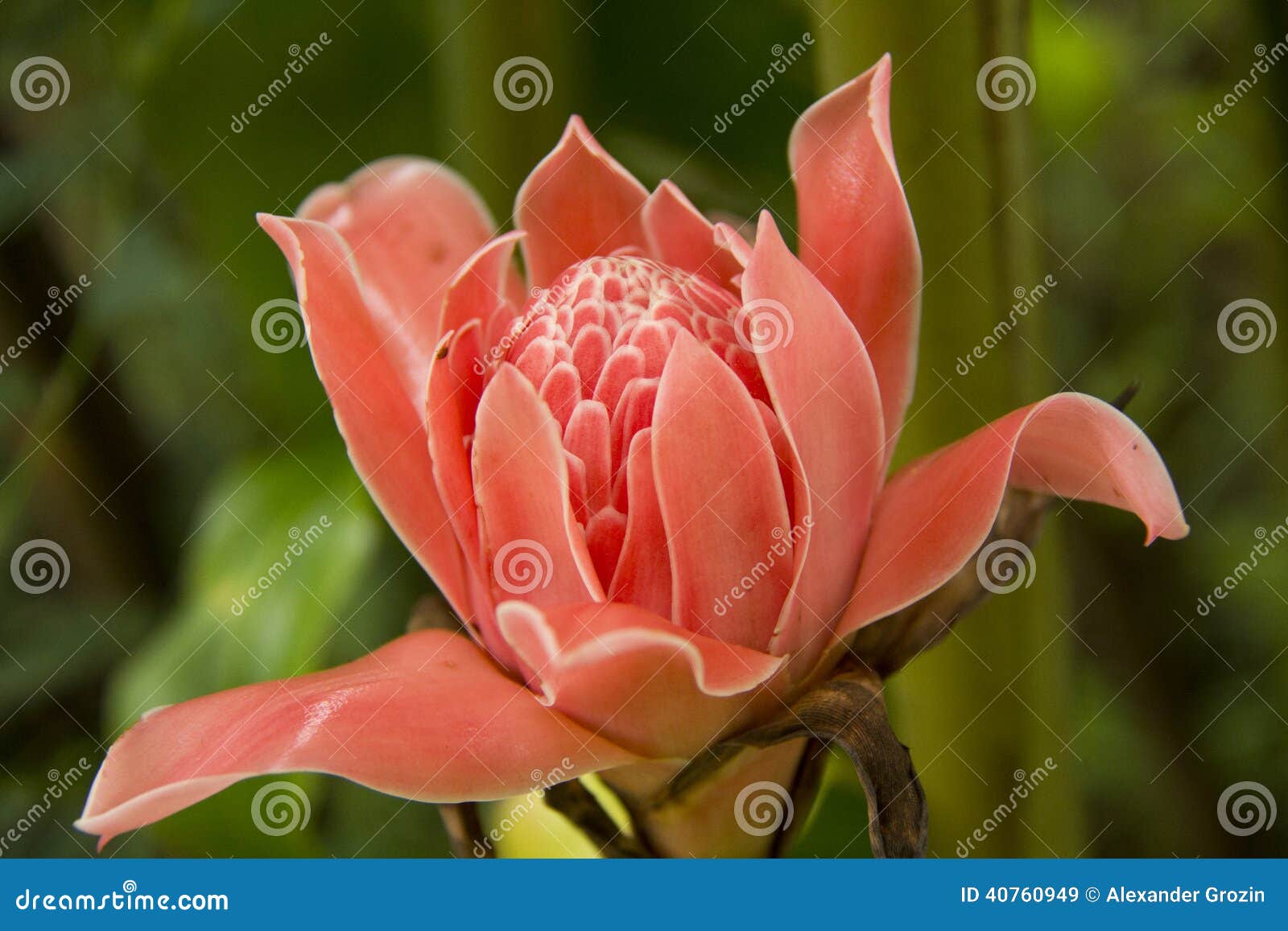 Cvetok_001 stock image. Image of flowers, flower - 40760949