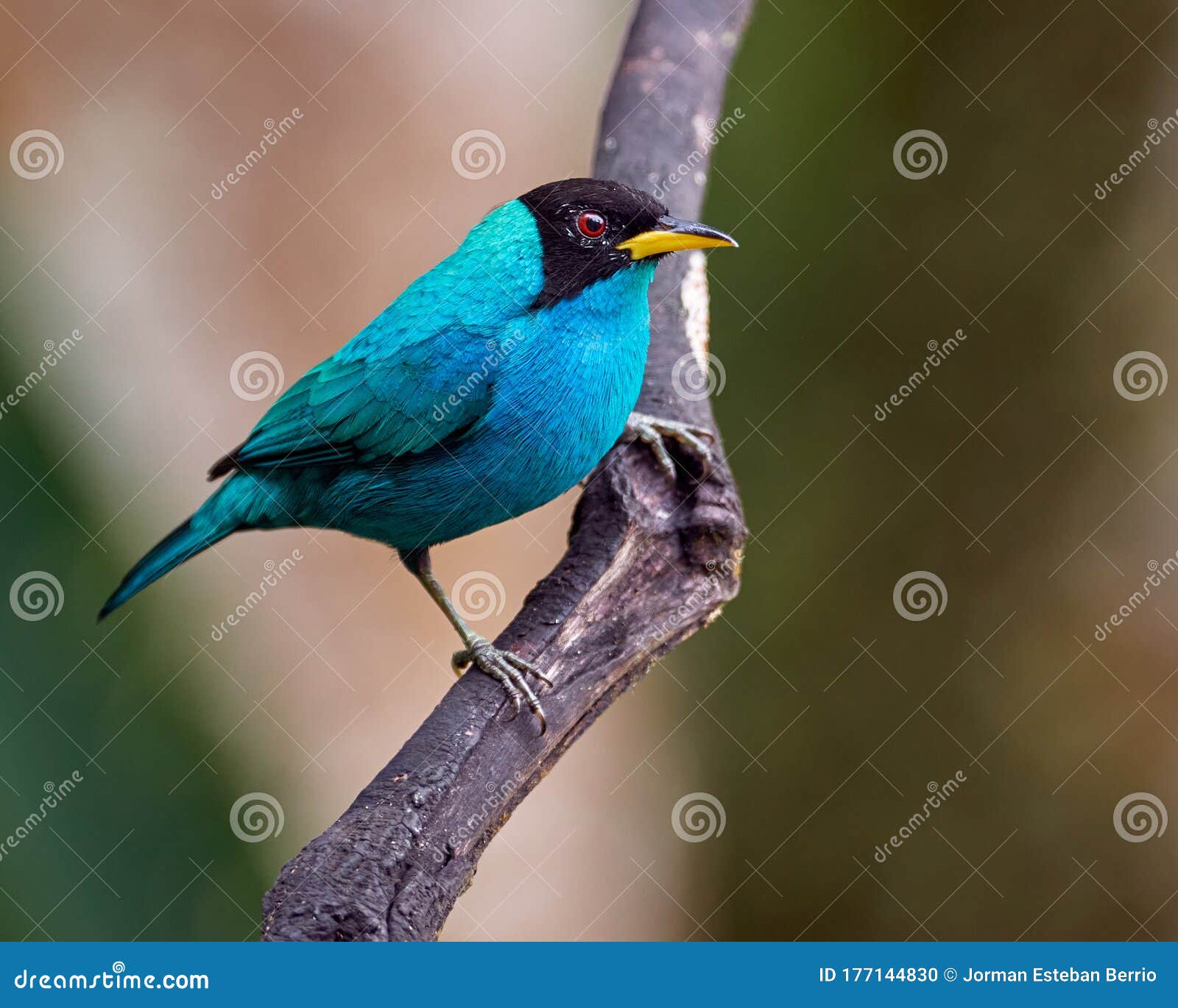 967 Cyan Bird Stock Photos - Free & Royalty-Free Stock Photos from ...