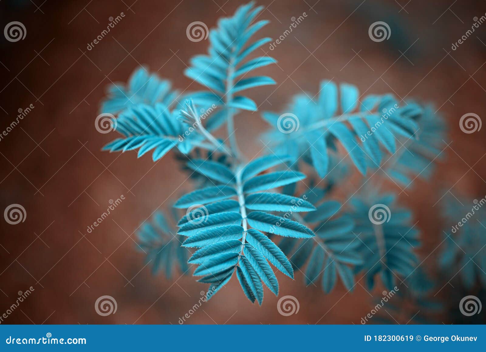Cyan Leaves on a Blurry Background. Fresh Wallpaper Concept. Stock ...