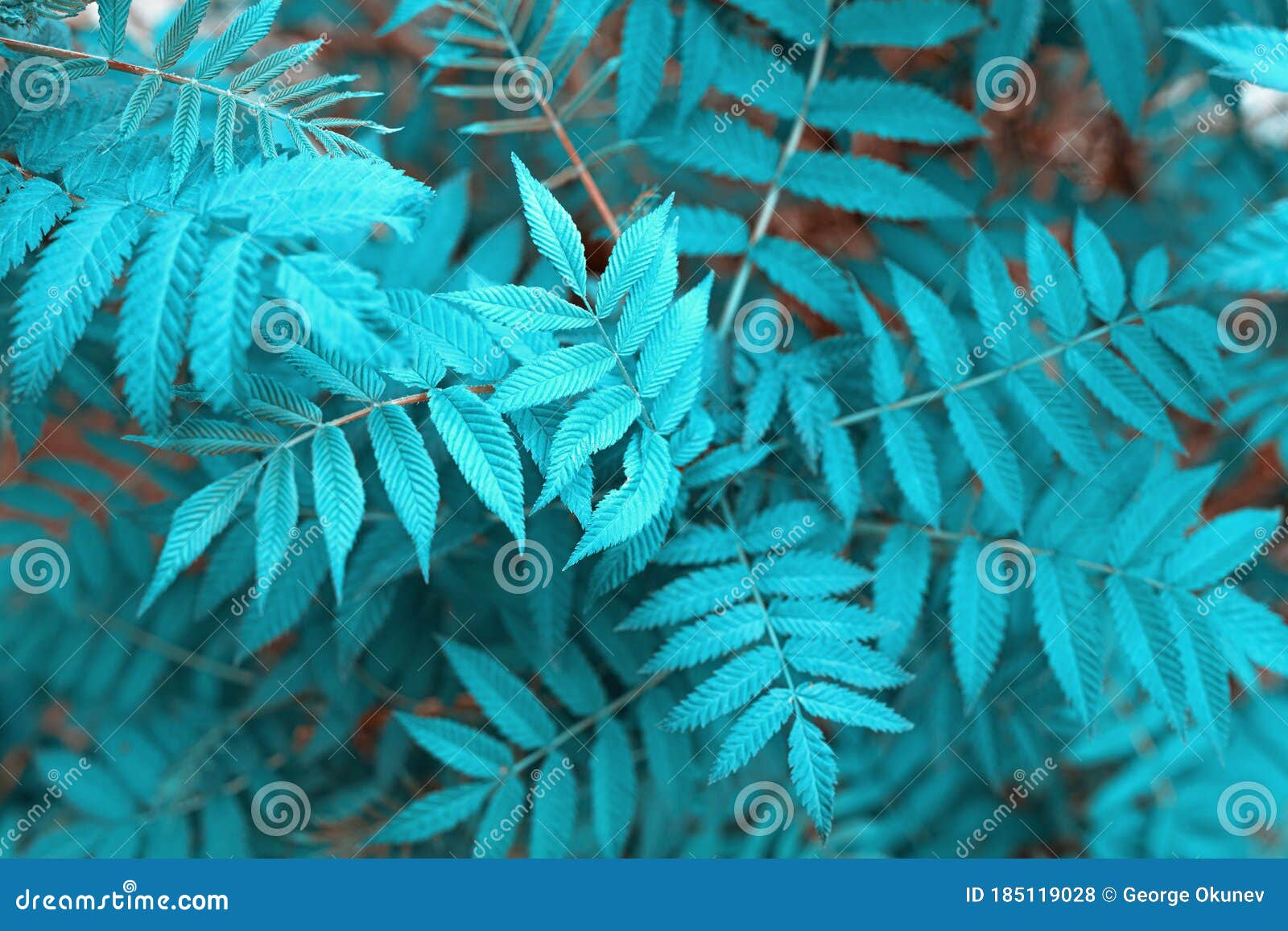 Cyan Leaves on a Blurry Background. Fresh Wallpaper Stock Photo - Image ...