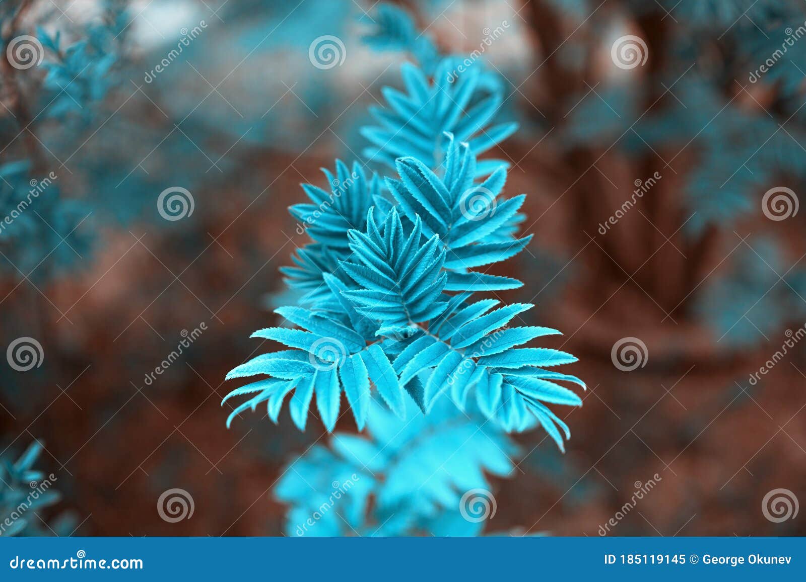 Cyan Leaves on a Blurry Background. Fresh Wallpaper Concept Stock Image ...