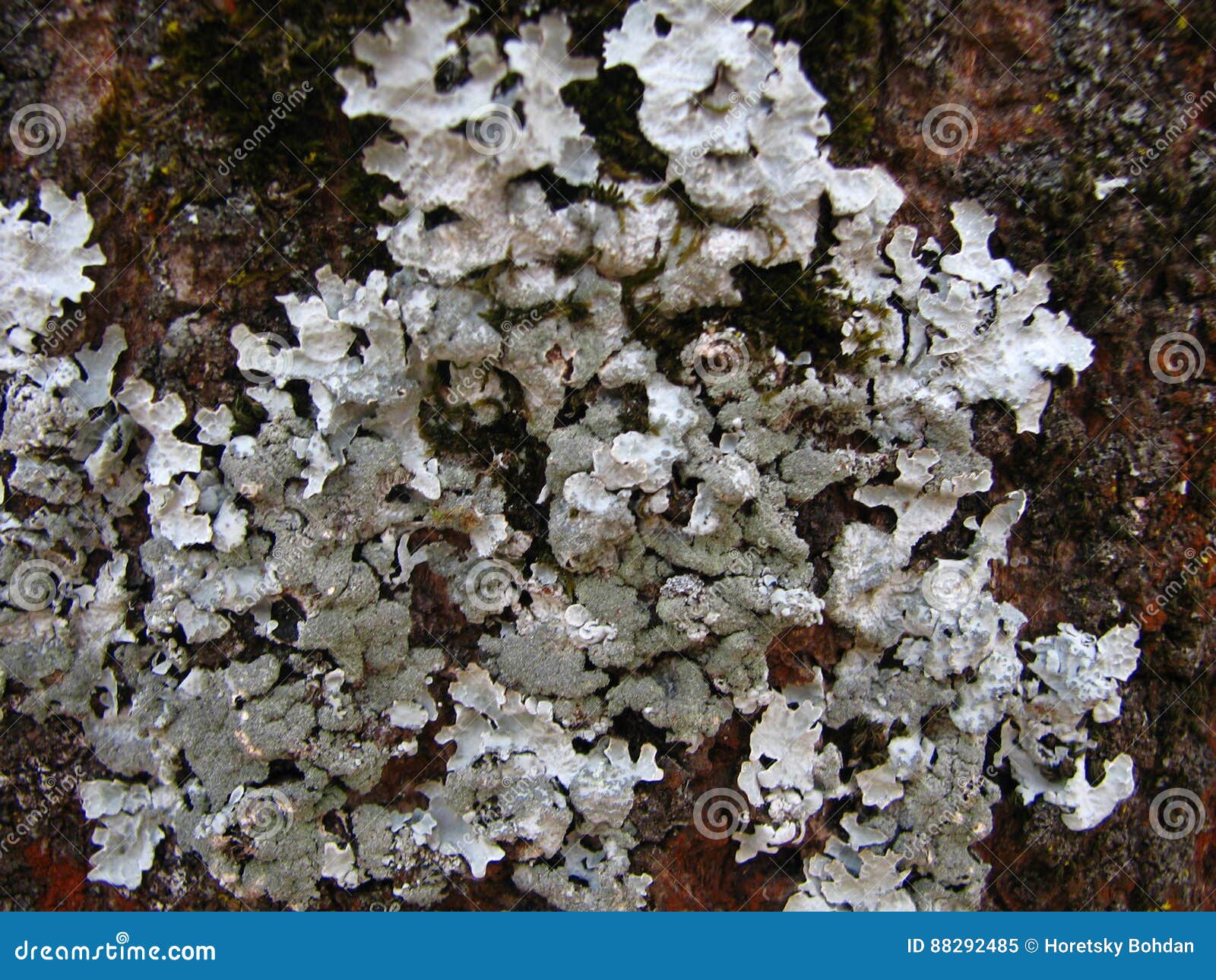 Cyan Lichen on Ash Tree Bark Stock Image - Image of nature, parasit ...