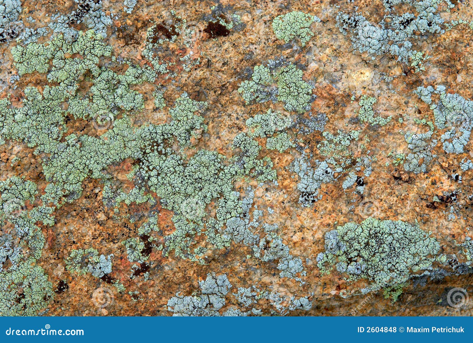 Cyan lichen on rock stock photo. Image of marble, backgrounds - 2604848