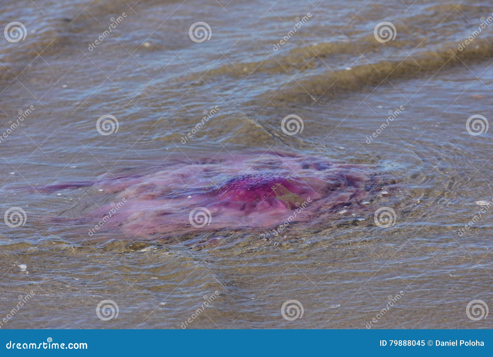 Cyanea jellyfish on beach stock image. Image of water - 79888045