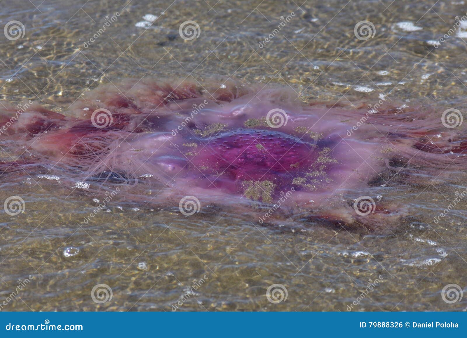 Cyanea jellyfish on beach stock photo. Image of ocean - 79888326