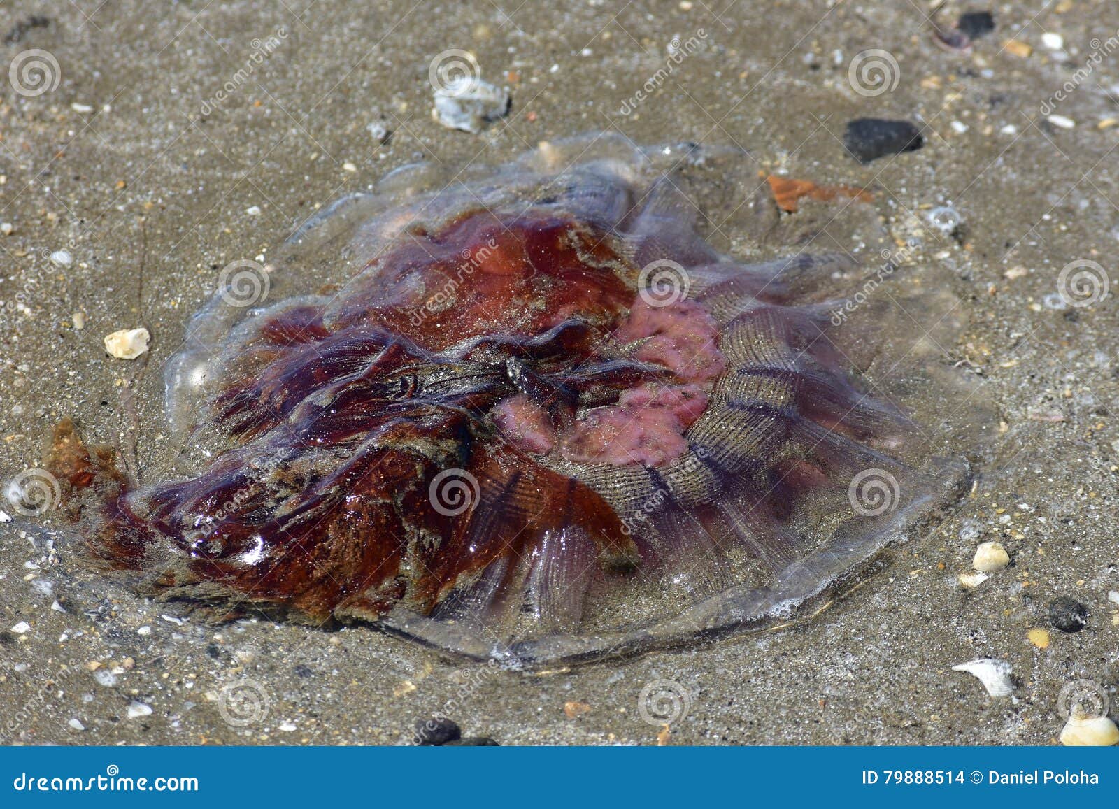 Cyanea jellyfish on beach stock photo. Image of cnidaria - 79888514