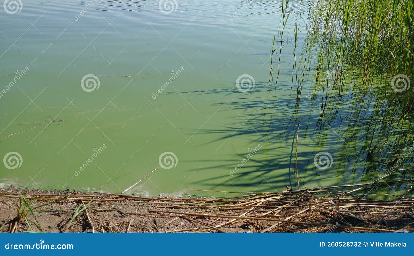 Cyanobacteria in the Lake in Late Summer Stock Photo - Image of coast ...