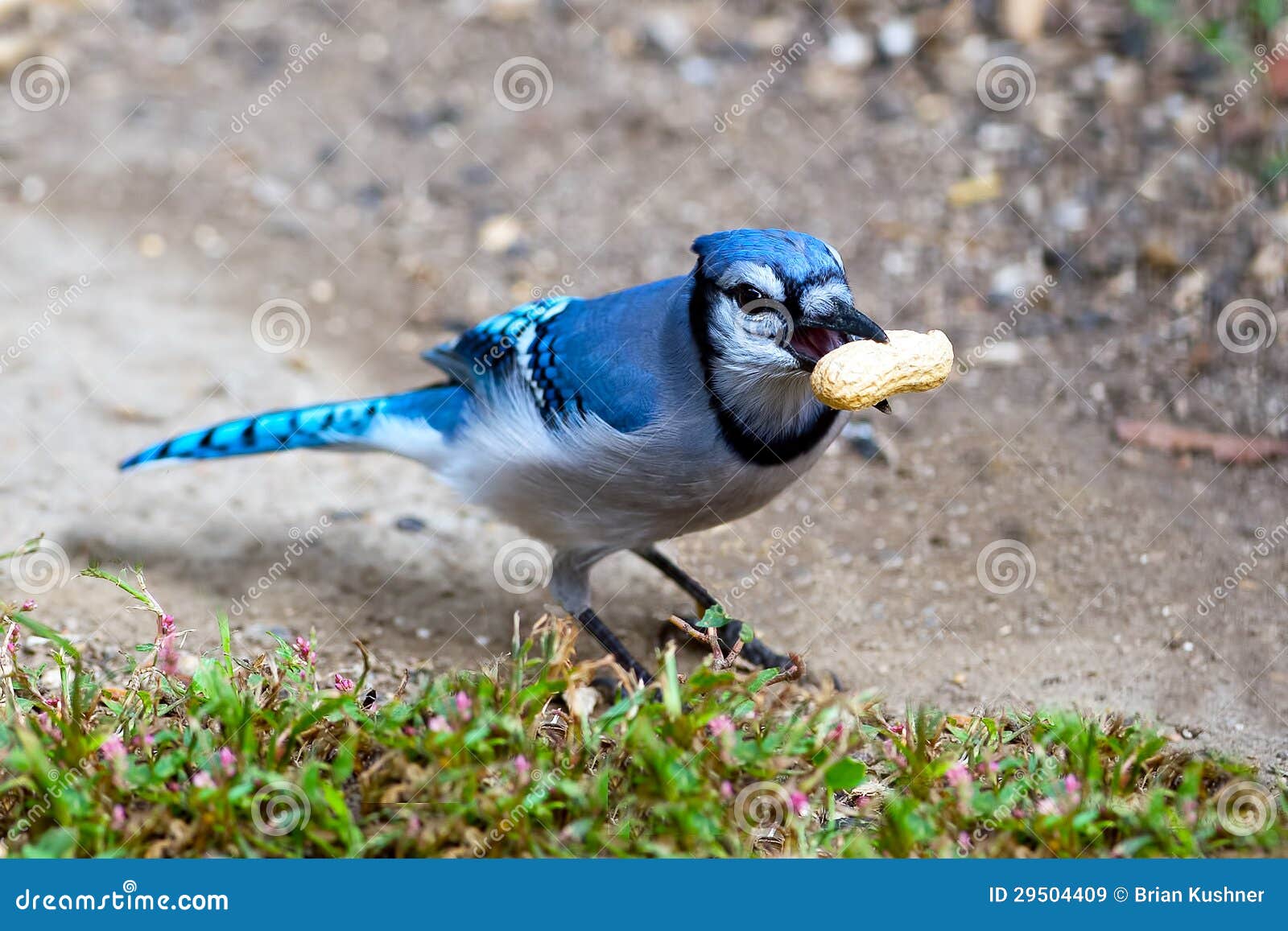 Cyanocitta cristata immagine stock. Immagine di appollaiato - 29504409