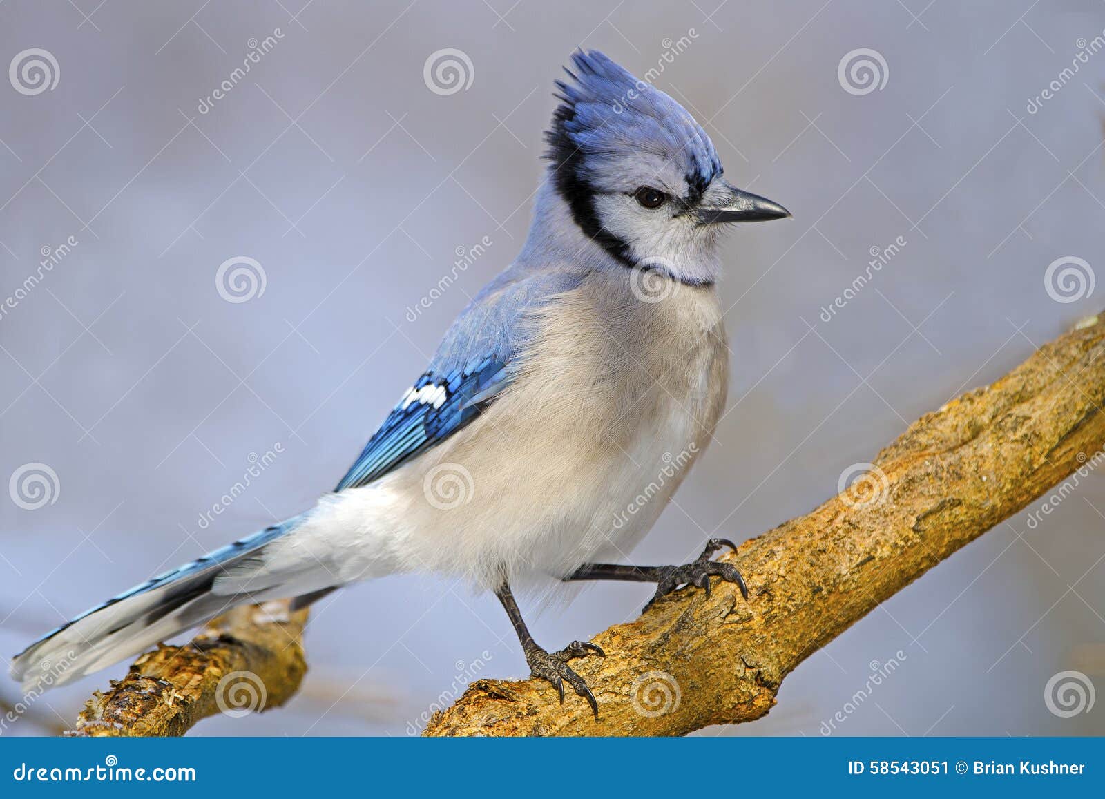 Cyanocitta cristata immagine stock. Immagine di filiale - 58543051