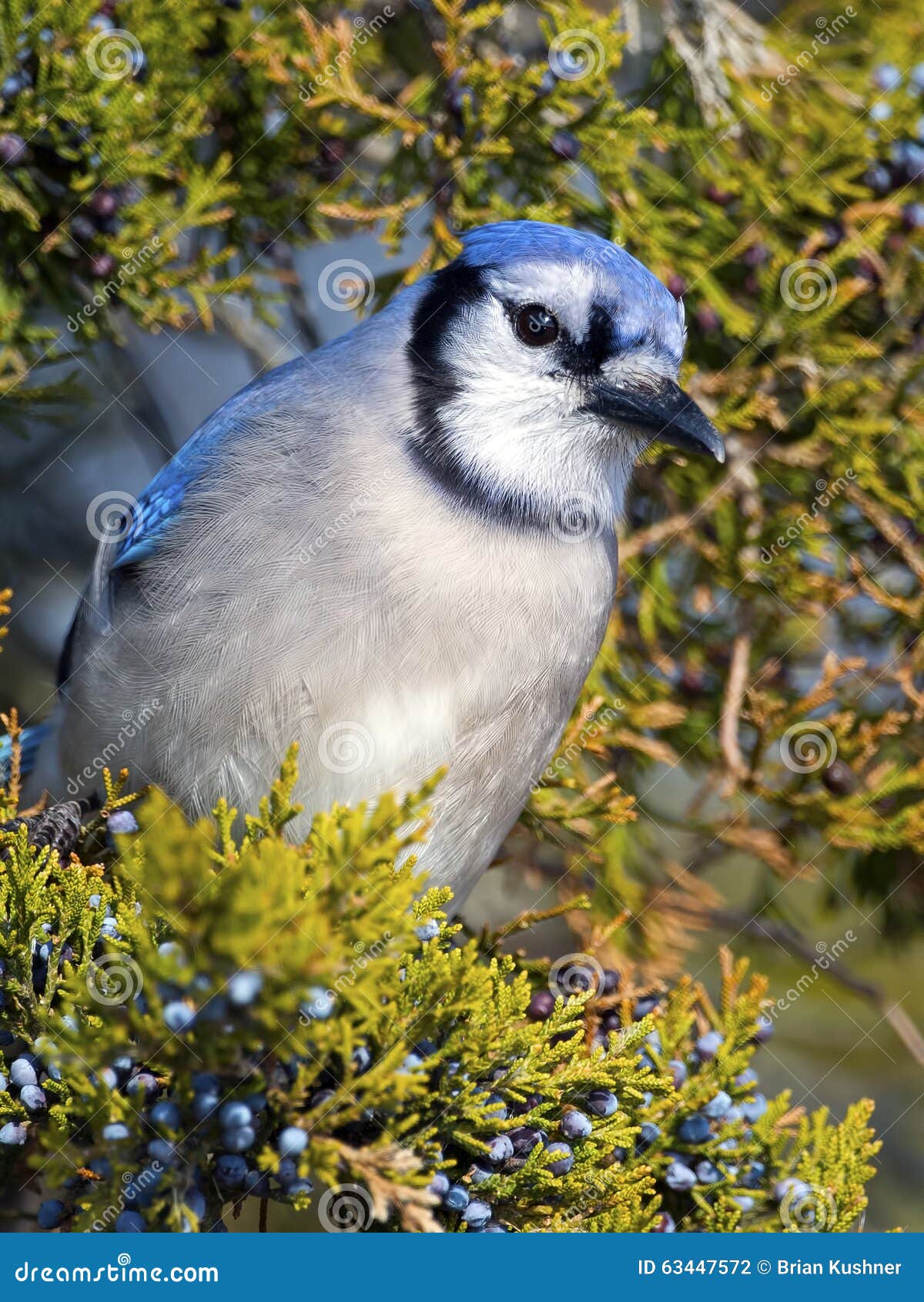 Cyanocitta cristata fotografia stock. Immagine di uccello - 63447572