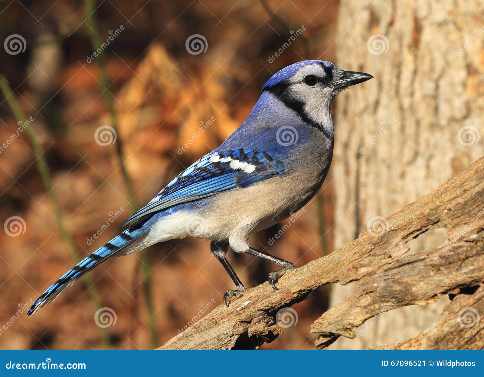 Cyanocitta cristata immagine stock. Immagine di piume - 67096521