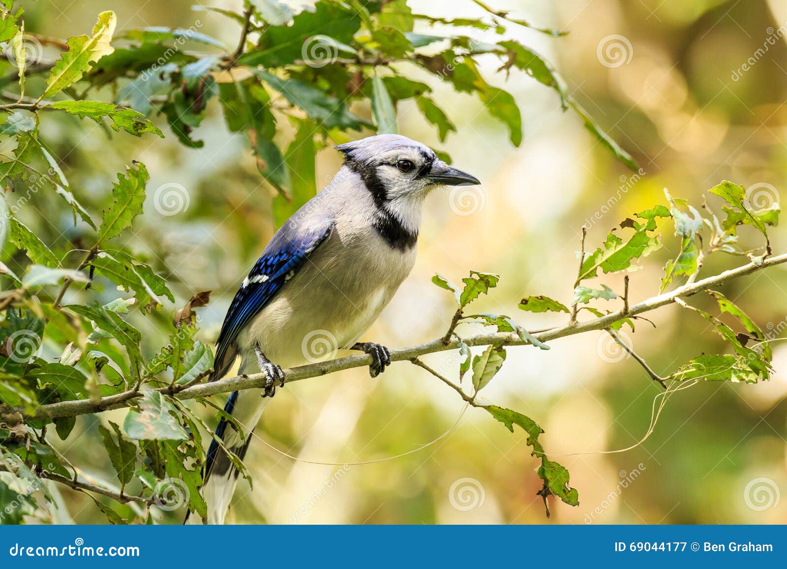 Cyanocitta cristata immagine stock. Immagine di verde - 69044177