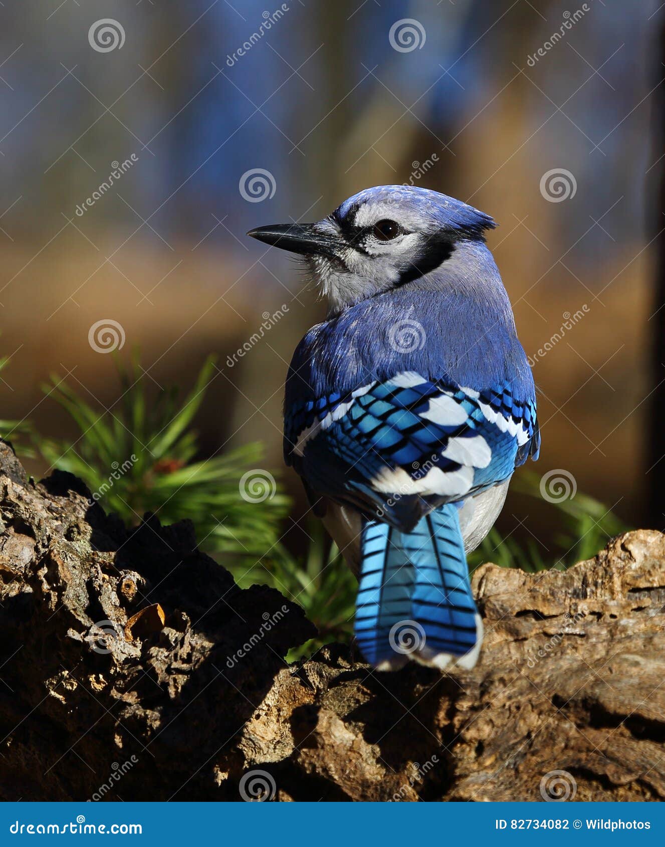 Cyanocitta cristata fotografia stock. Immagine di cortile - 82734082