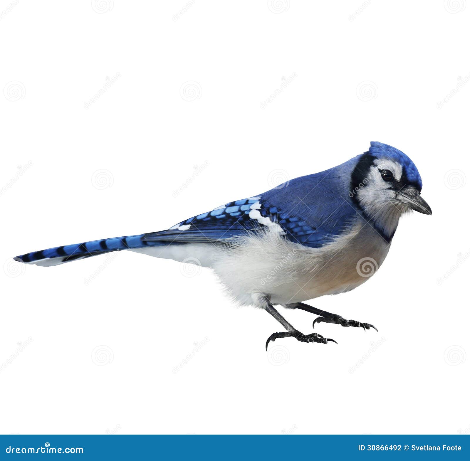 Cyanocitta Cristata (cristata Della Cyanocitta) Fotografia Stock ...