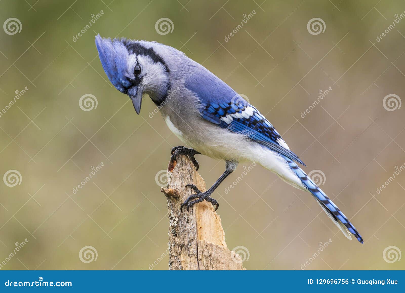 Cyanocitta Cristata, Ottawa, Canada Fotografia Stock - Immagine di ...