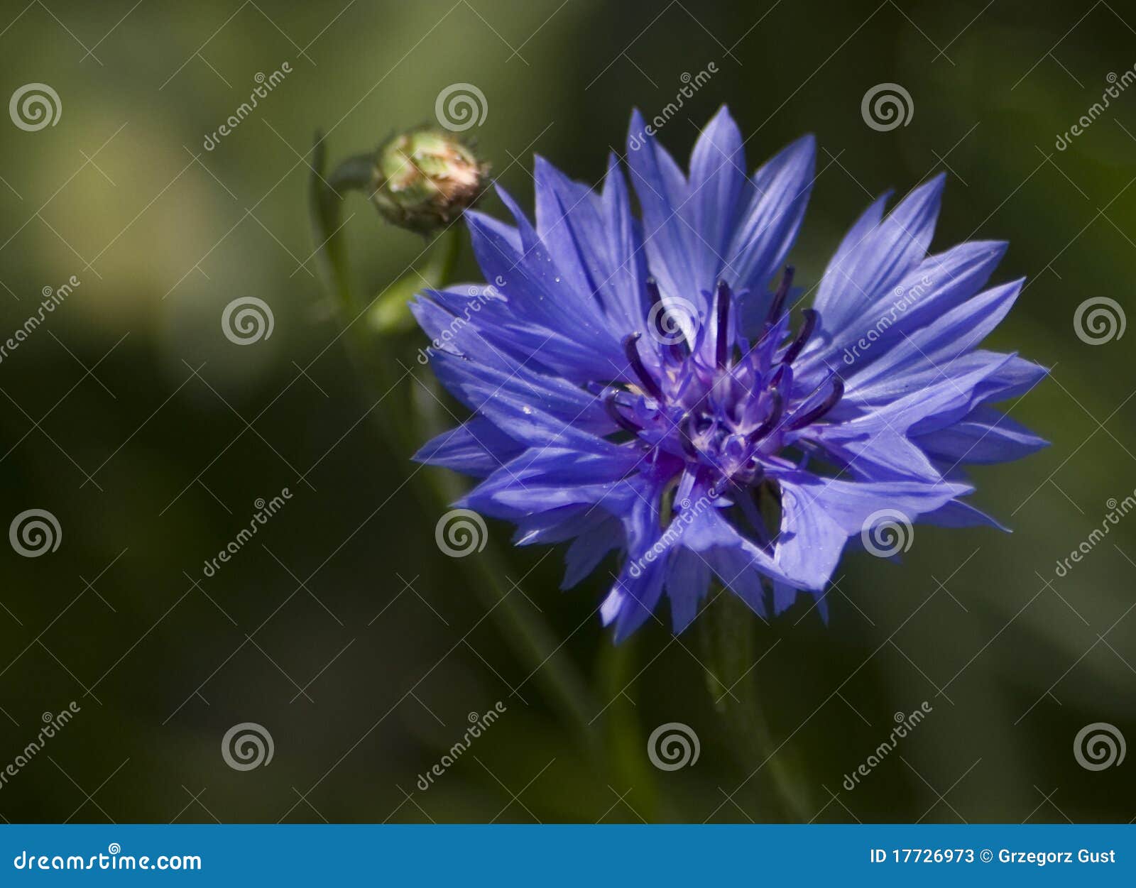 Cyanus de Centaurea image stock. Image du étamines, bleuet - 17726973