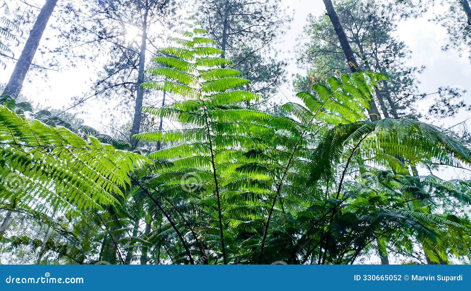 Cyathea Cooperi Also Known As Tree Fern in the Forest. Stock Photo ...