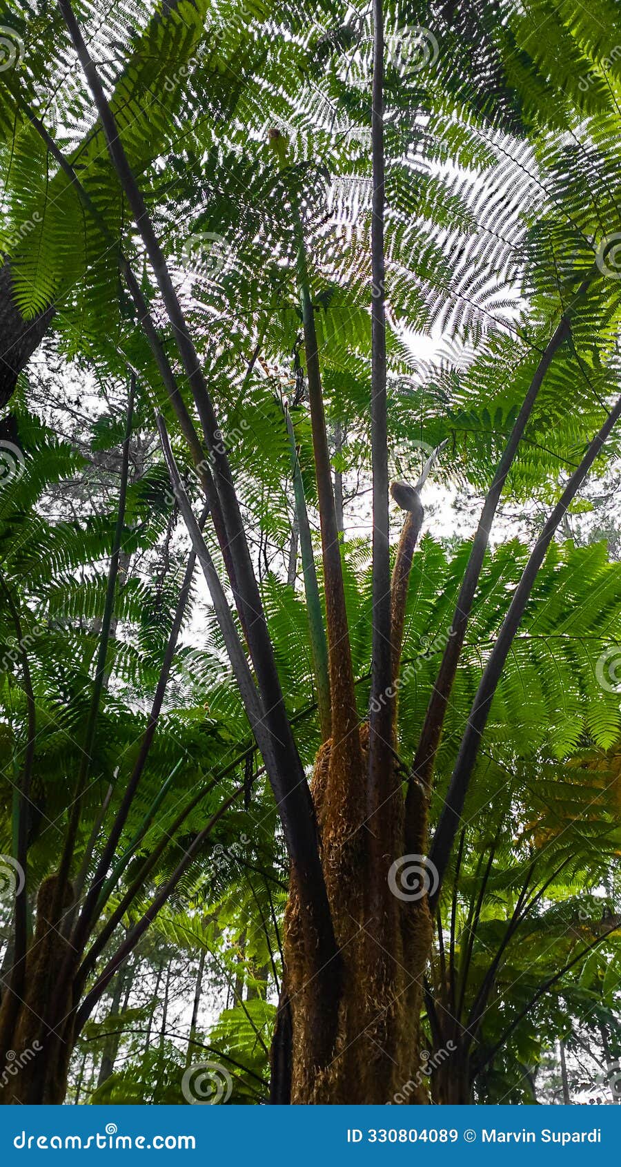 Cyathea Cooperi Also Known As Tree Fern in the Forest. Stock Image ...