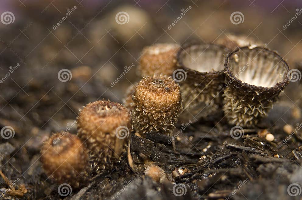 Cyathus striatus stock photo. Image of badge, ribbed - 17856764