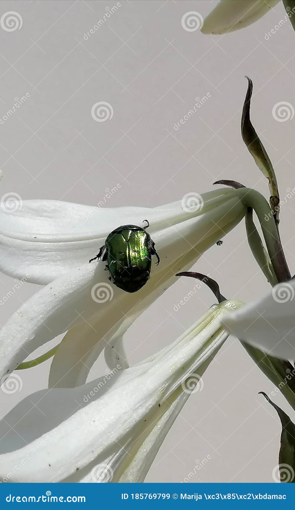Green metallic Lilly bug stock image. Image of invertebrate - 185769799