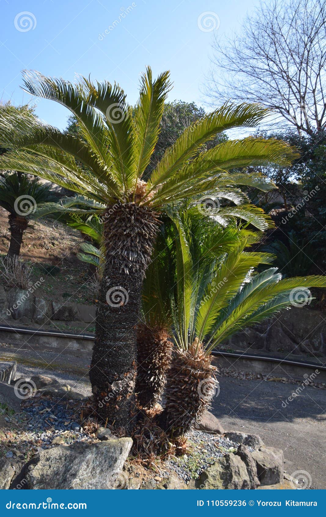 Jurassic Cycads