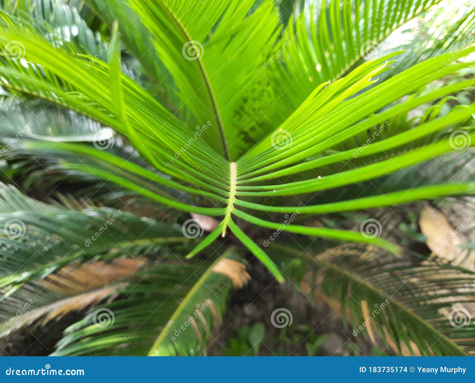 Cycad Abtract Nature Green Bacground. Stock Photo - Image of forest ...