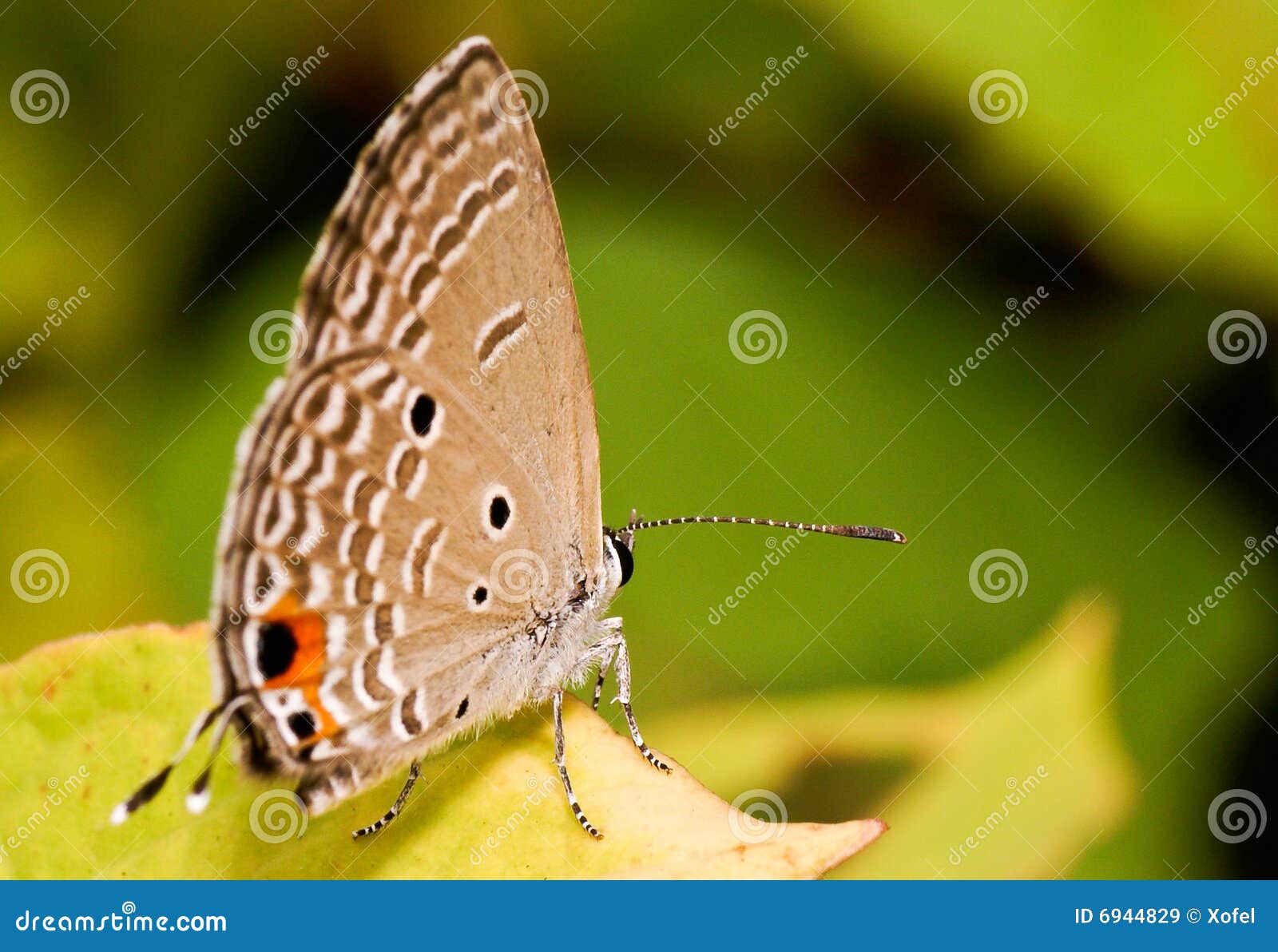 Cycad Blue stock image. Image of palm, revoluta, lycaenidae - 6944829