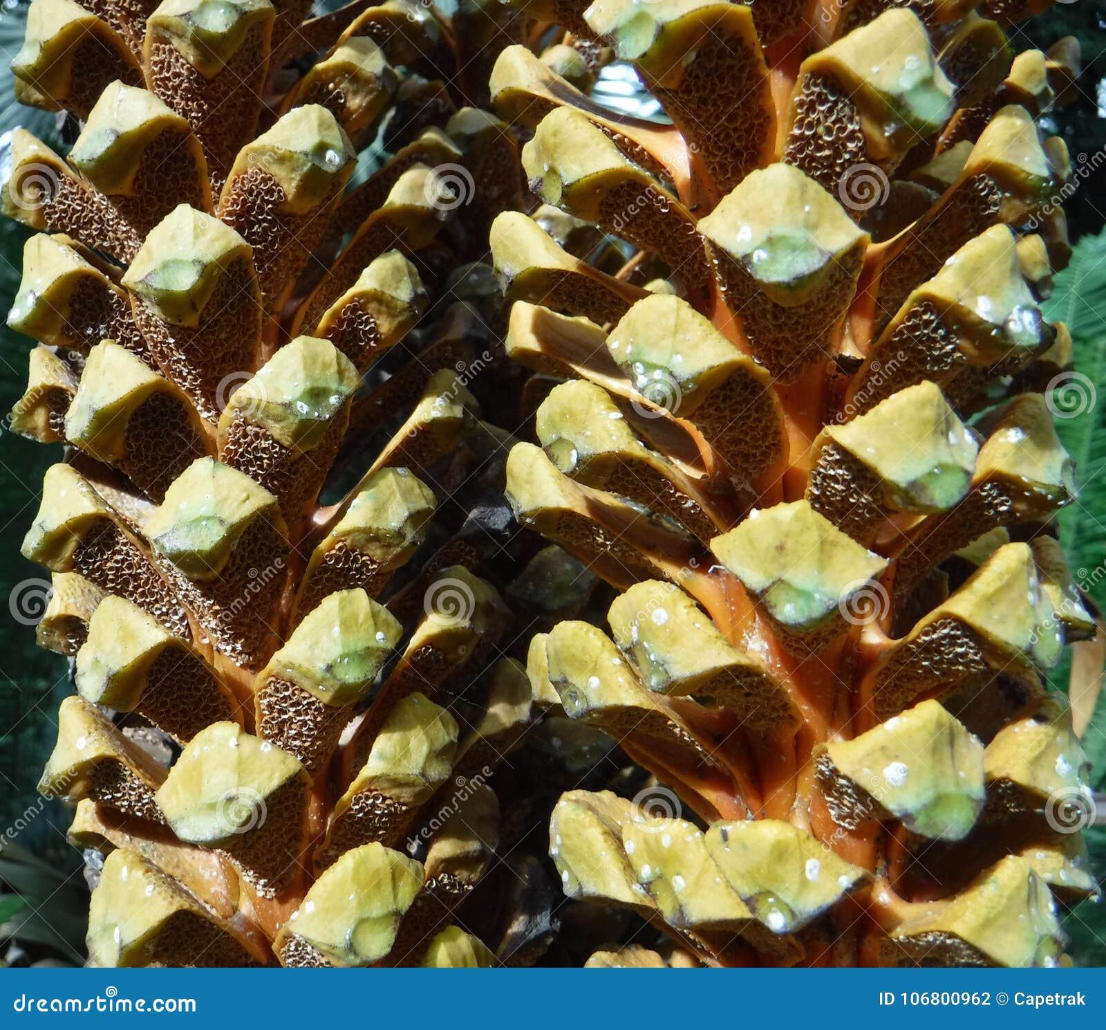 Cycad cones stock photo. Image of plant, spaced, nature - 106800962