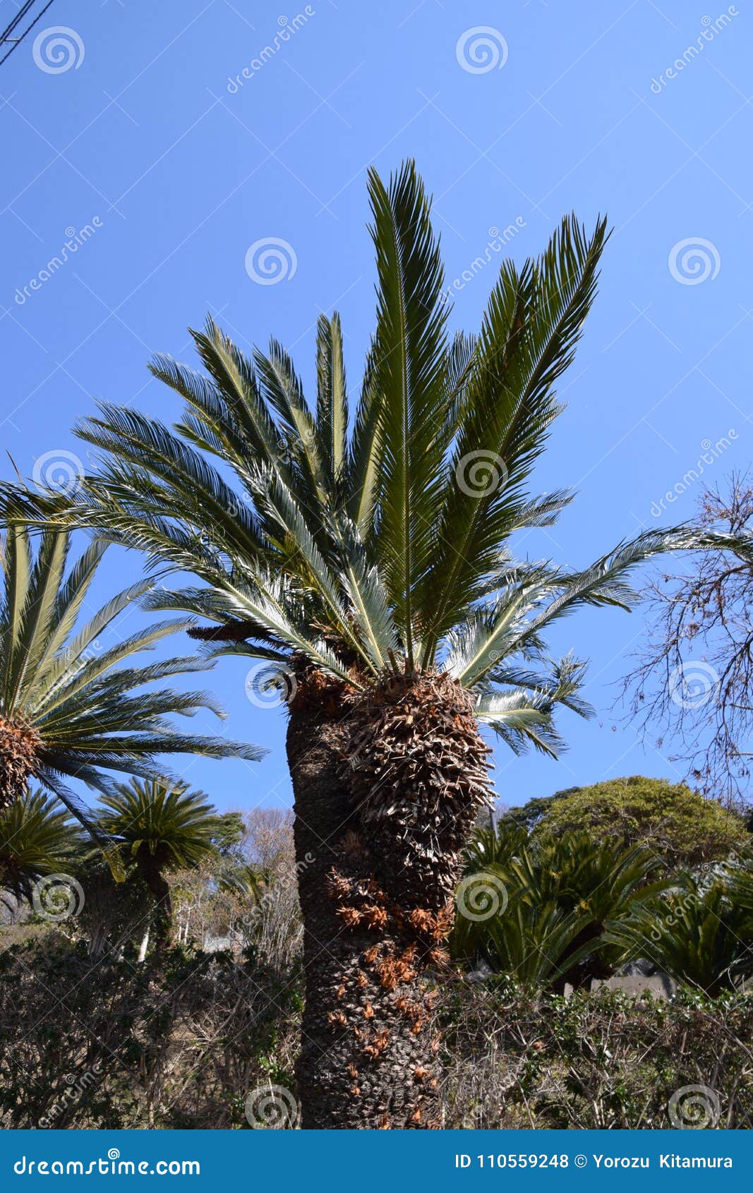 Cycad stock photo. Image of sago, cycas, natural, palm - 110559248