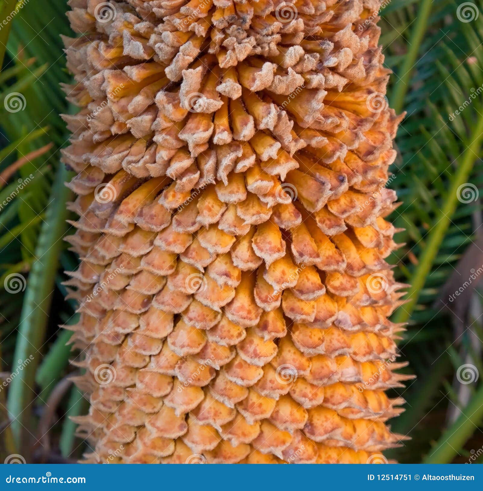 Cycad fruit stock image. Image of yellow, exotic, south - 12514751