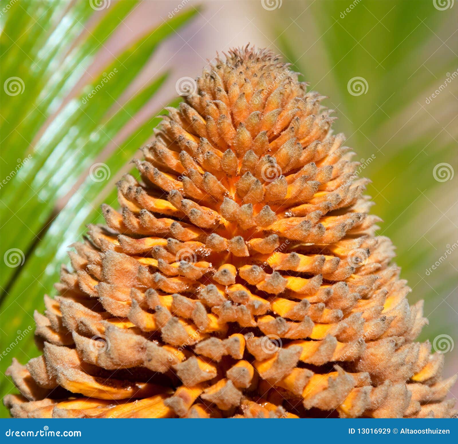 Cycad With Orange Fruit Seeds. Stock Photo | CartoonDealer.com #132000918