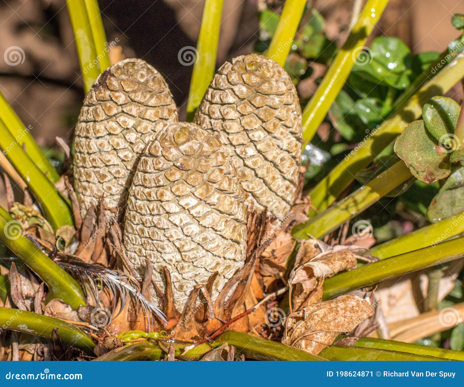 Cycad Fruit Isolated on the Plant Stock Image - Image of gardening ...