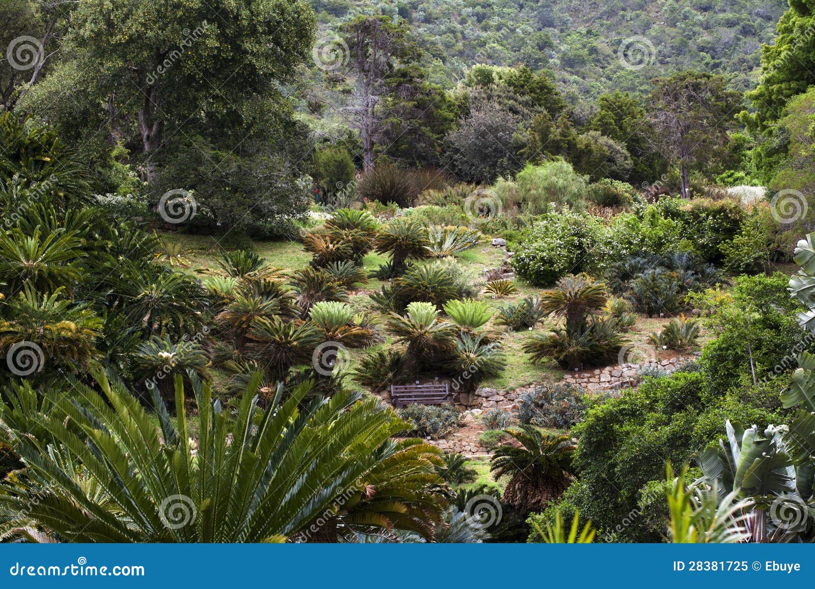 Cycad Garden stock image. Image of flowers, south, kirstenbosch - 28381725