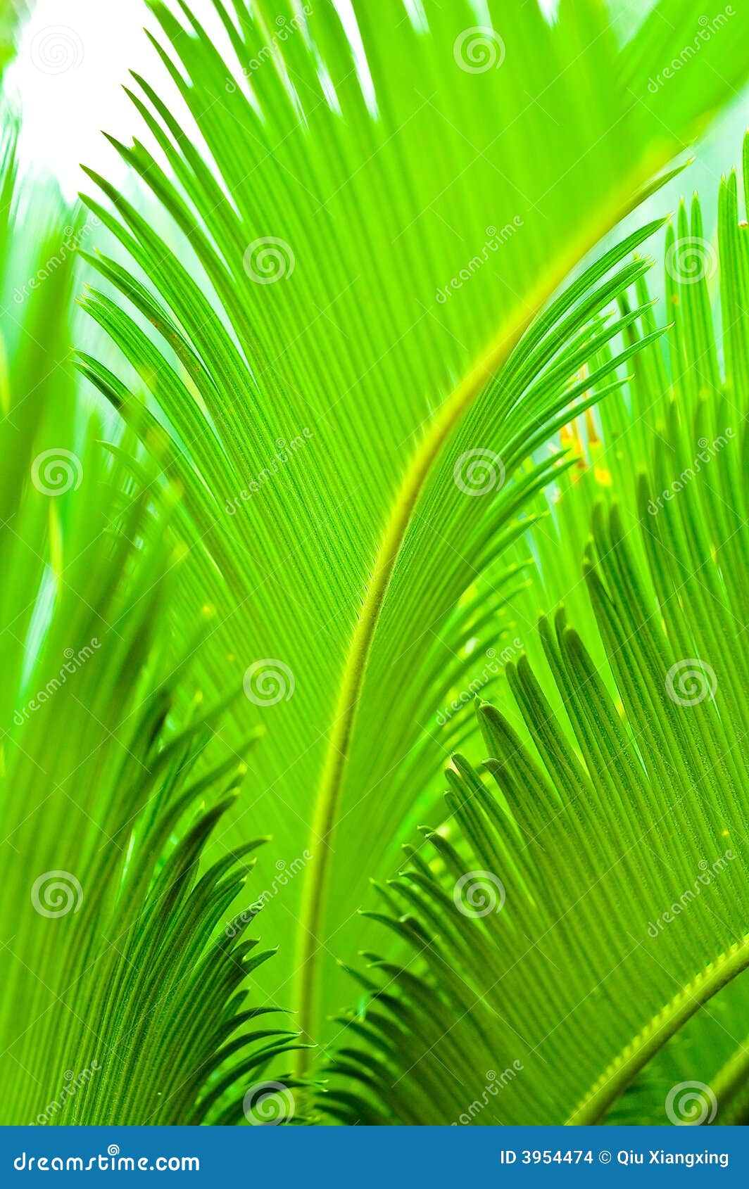 Cycad leaf stock photo. Image of beautiful, lush, beauty - 3954474