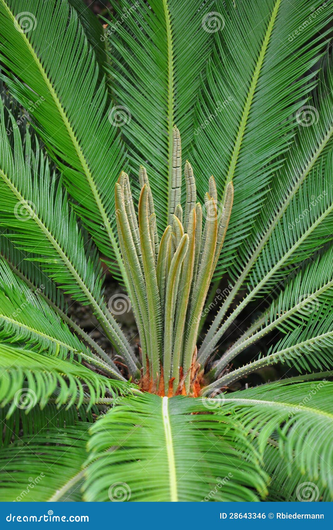 Cycad palm (Cycas) stock photo. Image of tree, sago, plant - 28643346