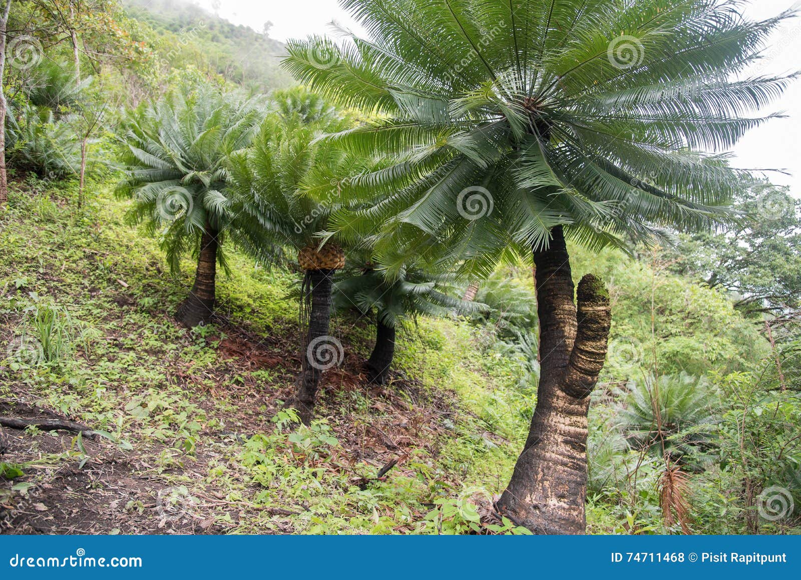 Cycad Palm Tree In The Forest Umphang Tak ,Thailand. Stock Photo ...