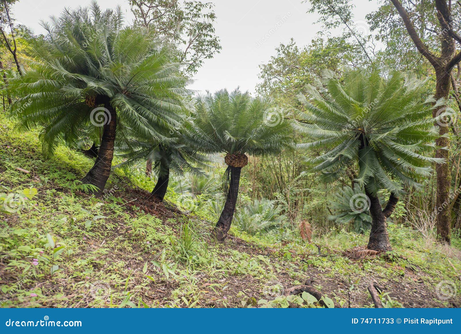 Cycad Palm Tree in the Forest Umphang Tak ,Thailand. Stock Image ...
